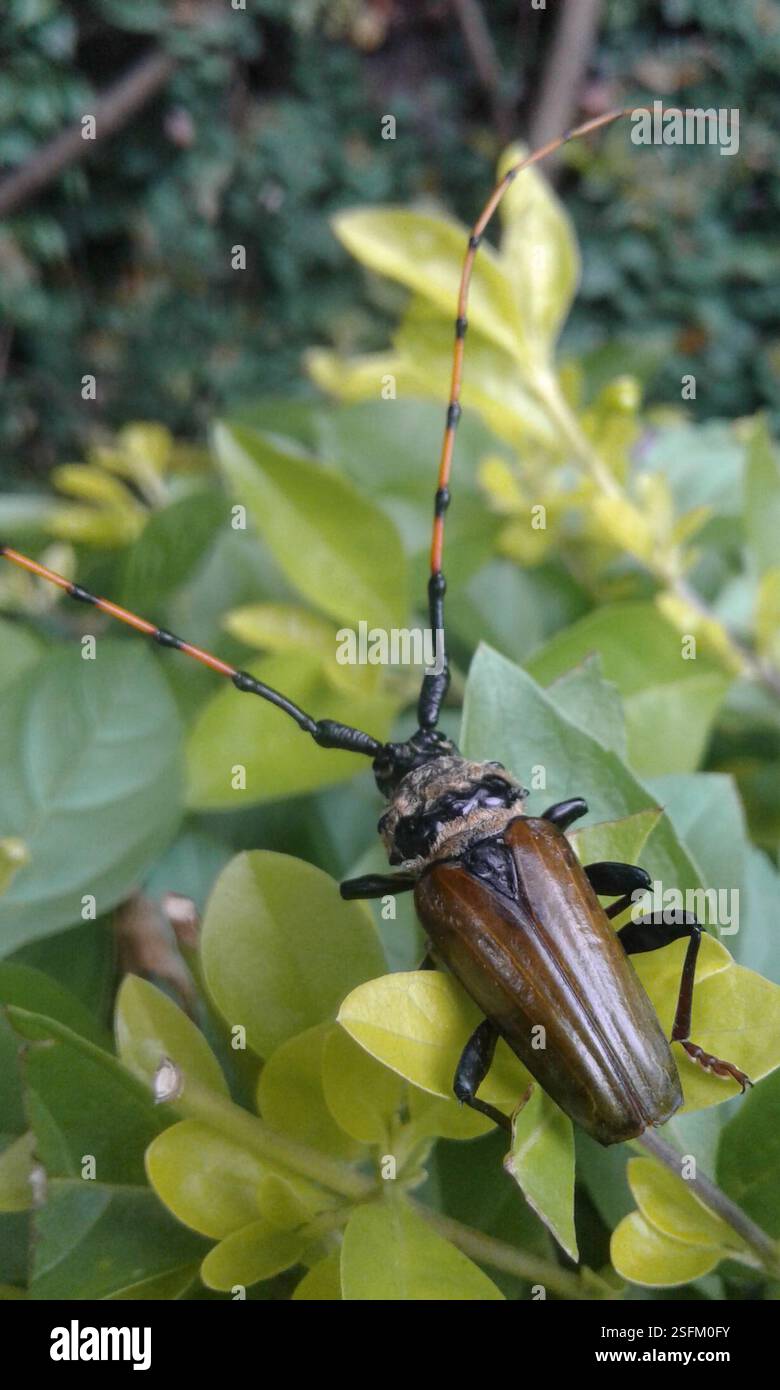(Retrachydes thoracicus), Insecta, Augusto J. Olivé 1800, S2013BMX ...