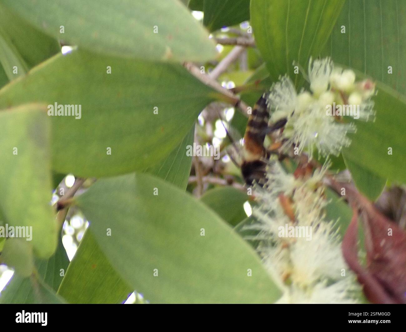 Giant Honey Bee (Apis dorsata), Insecta, Jalan Dato Salleh Sulong ...