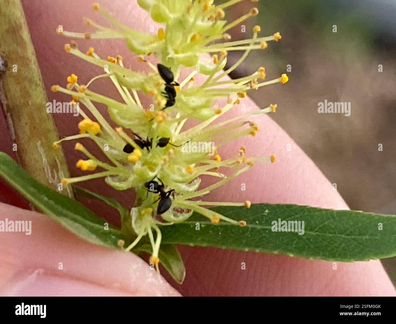 Difficult White-footed Ant (Technomyrmex difficilis), Insecta, Florida ...