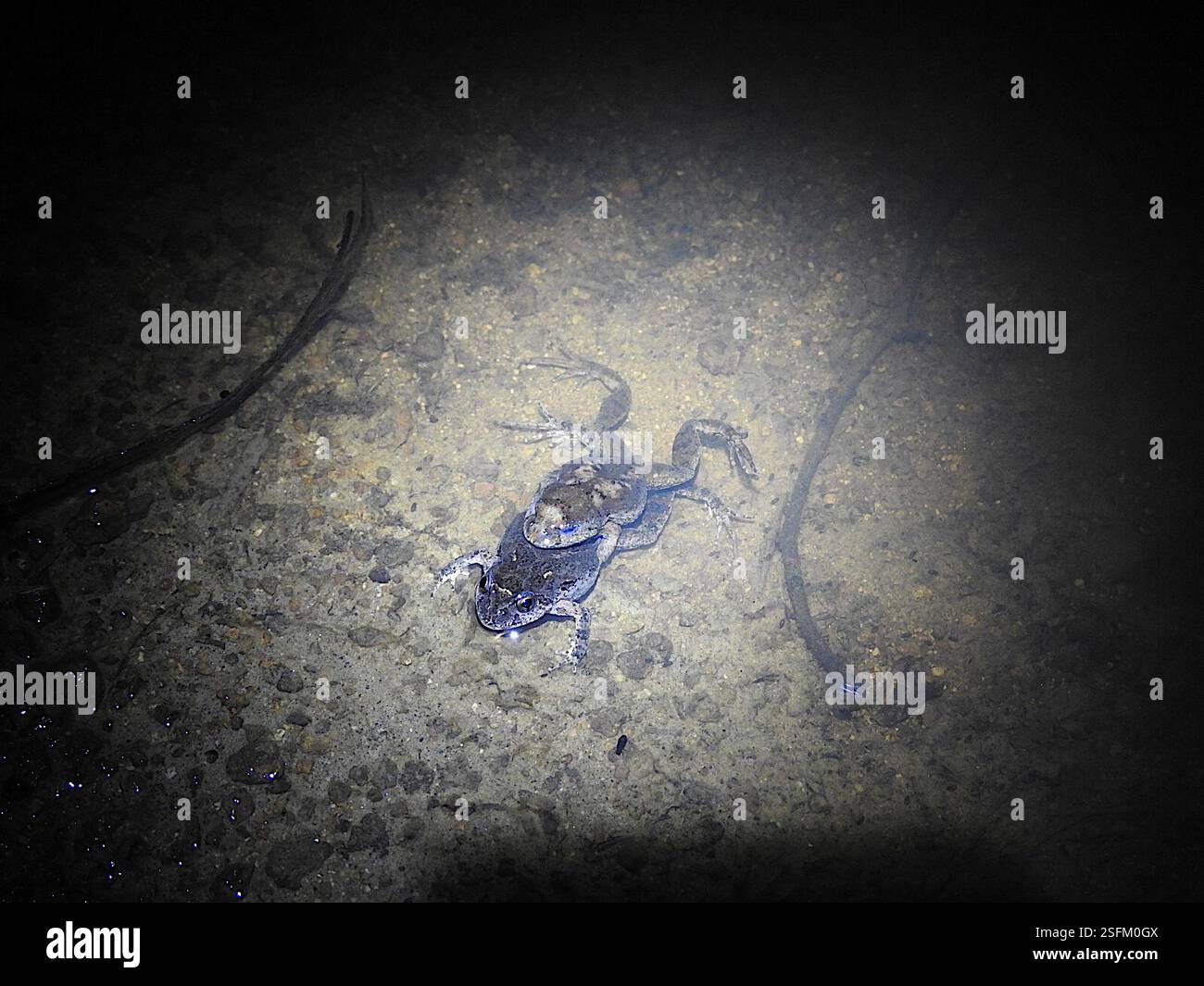 Common Eastern Froglet (Crinia signifera), Amphibia, Hobart TAS ...