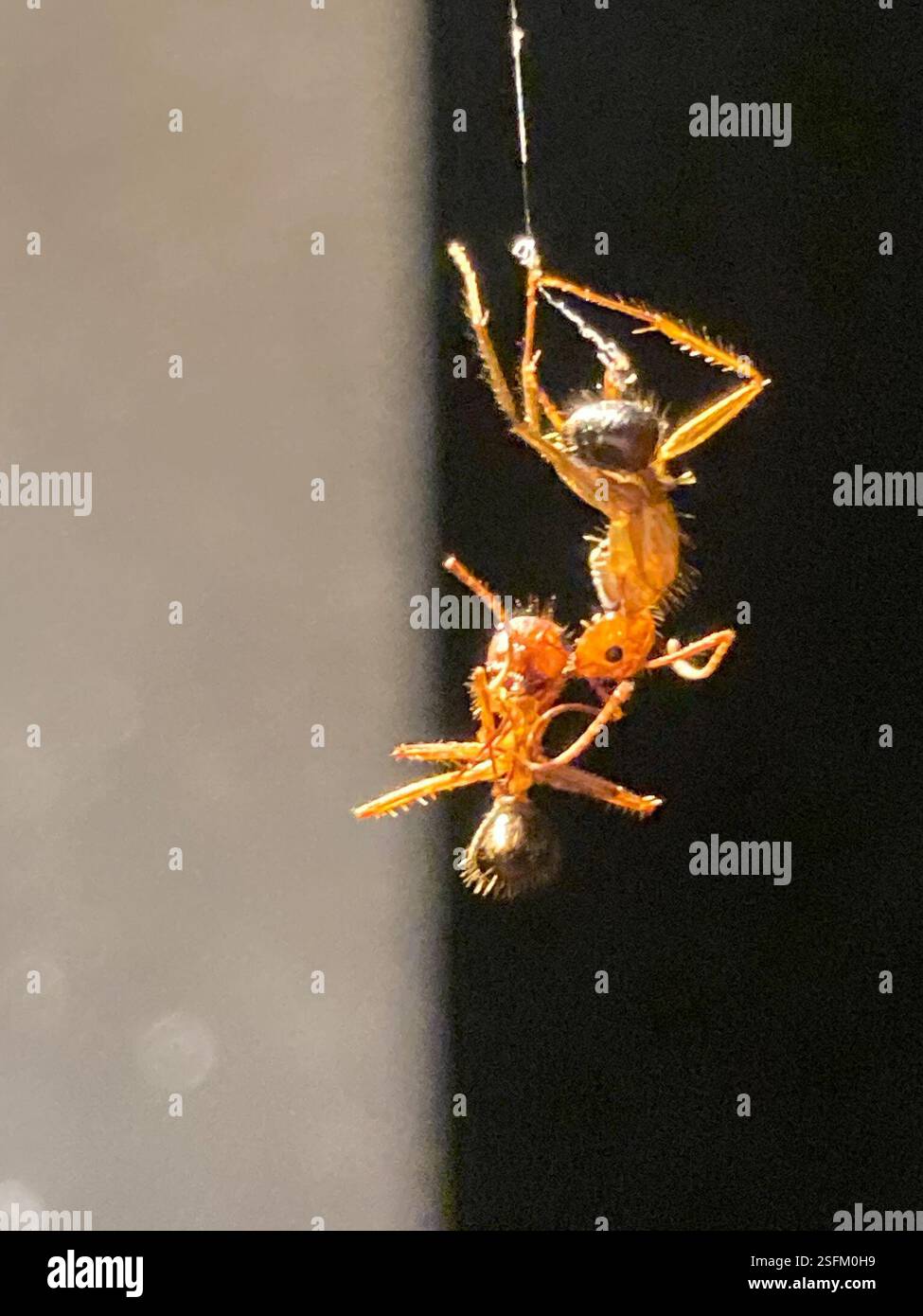 Florida Carpenter Ant (Camponotus floridanus), Insecta, W State Road 84 ...