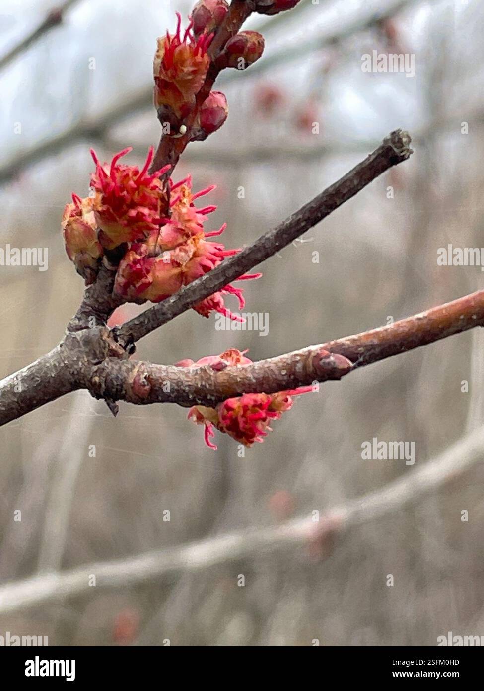 red maple (Acer rubrum), Plantae, Polkton, NC, US, Wetlands Stock Photo ...