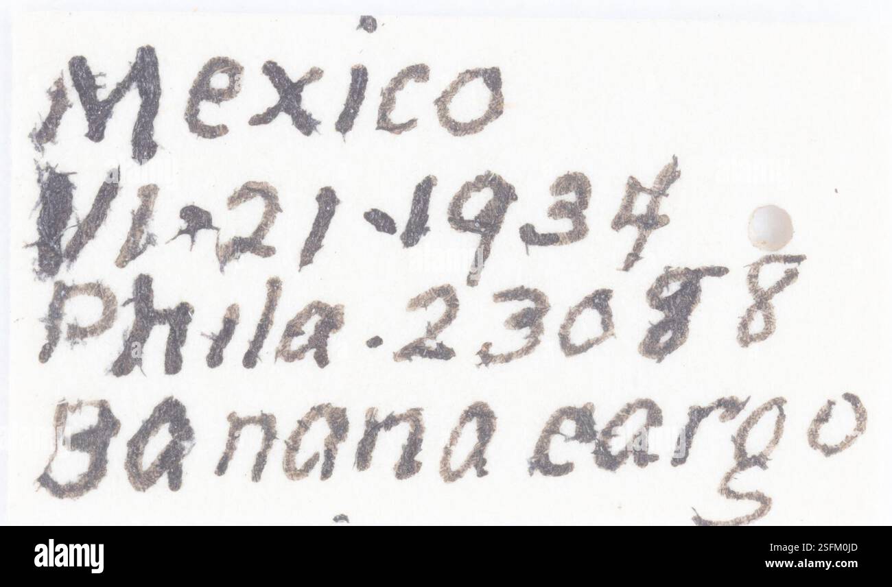 (Haplaxius caldwelli), Insecta, Mexico, This is a paratype of Myndys ...
