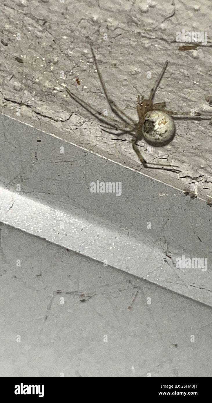 White porch spider (Cryptachaea gigantipes), Arachnida, Auckland, NZ ...