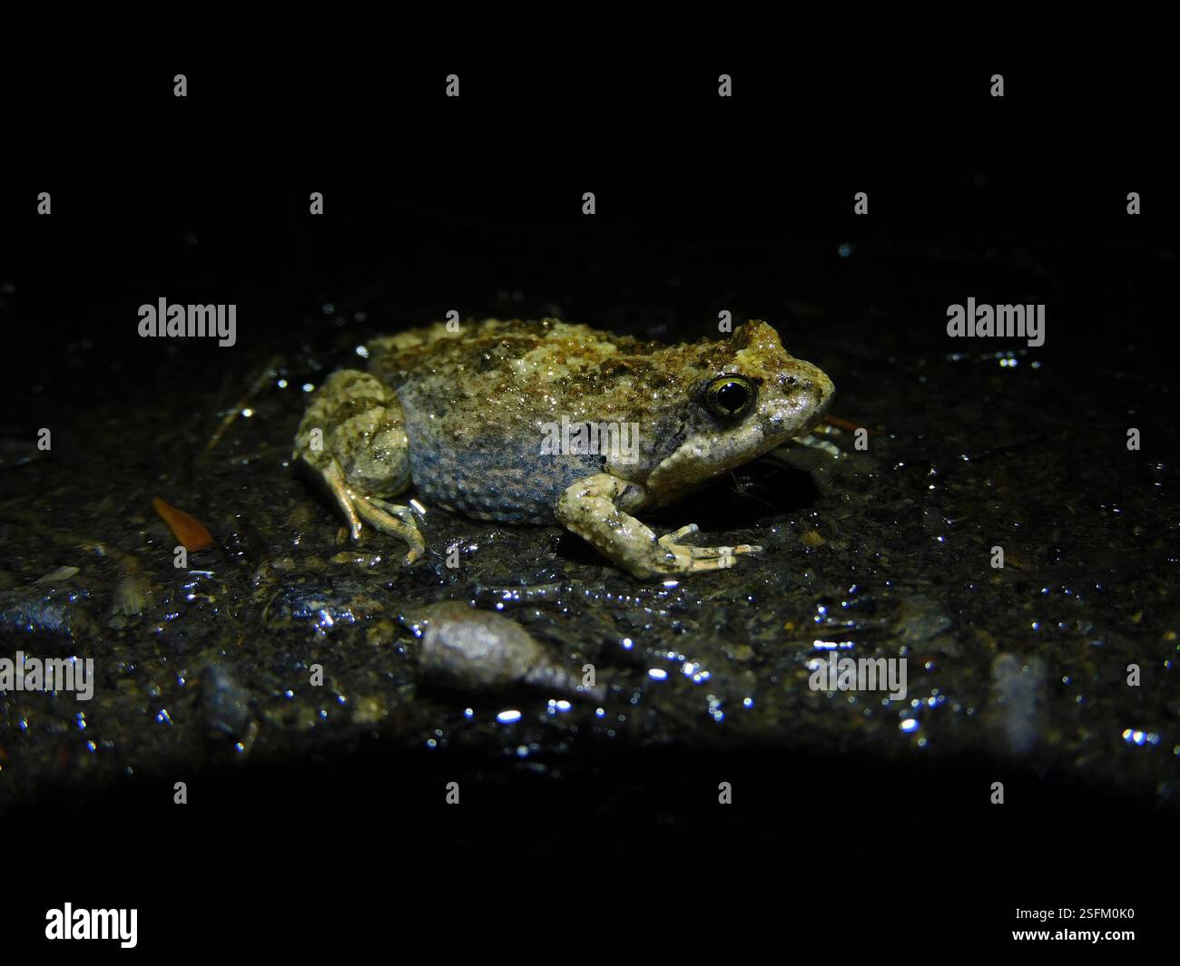 Common Eastern Froglet (Crinia signifera), Amphibia, Hobart TAS ...