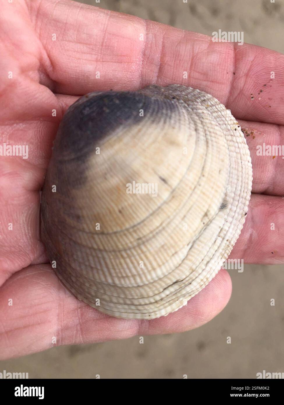 Pacific Littleneck Clam (Leukoma staminea), Mollusca, W Cliff Dr, Santa ...