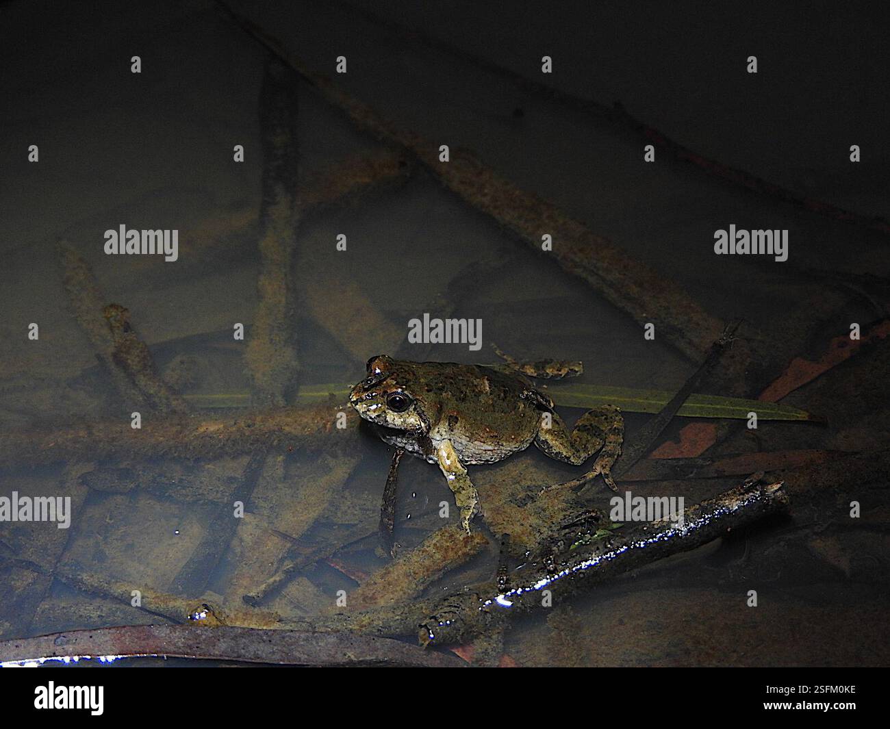 Common Eastern Froglet (Crinia signifera), Amphibia, Hobart TAS ...