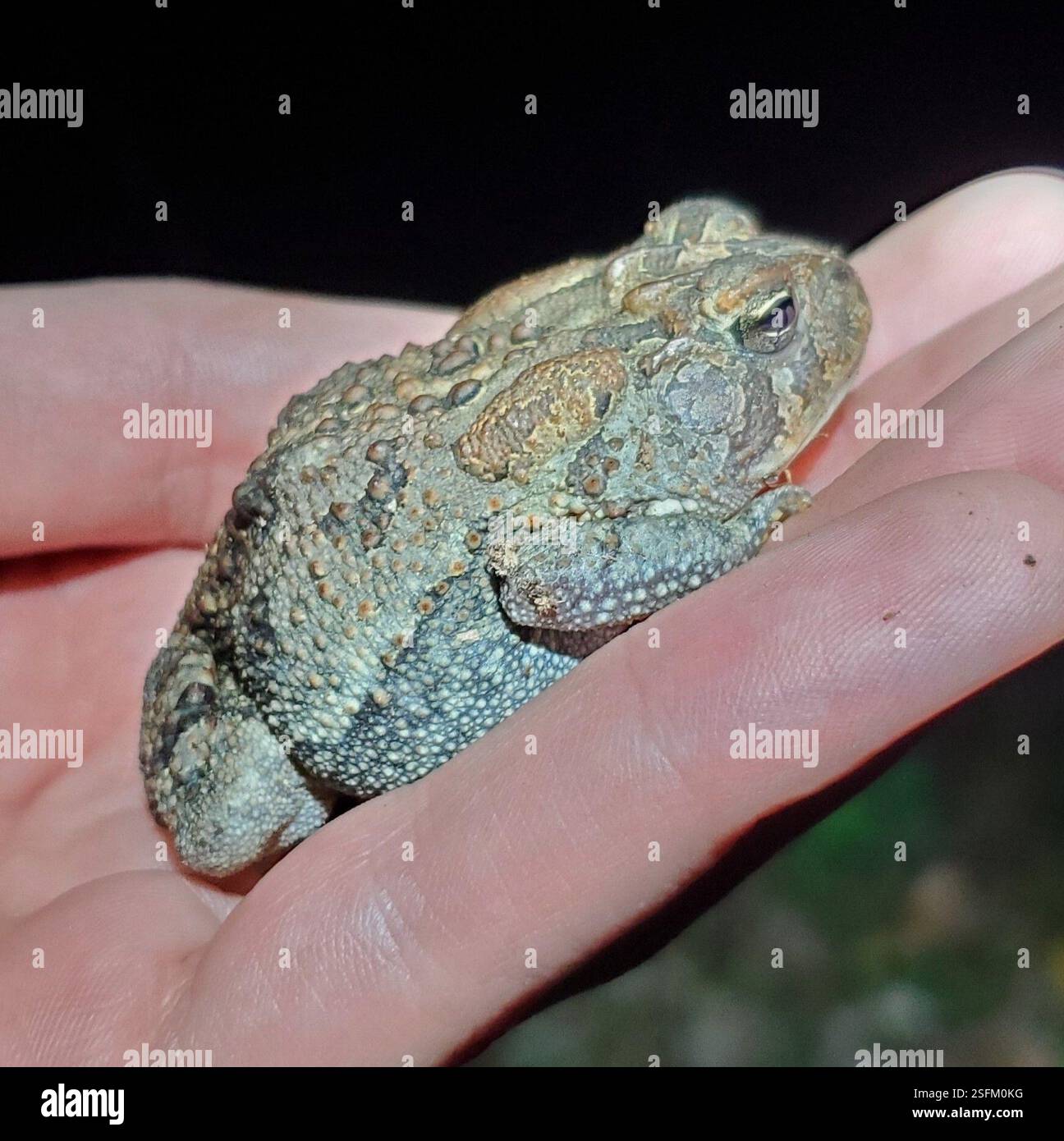 Southern Toad (Anaxyrus terrestris), Amphibia, Gainesville, FL 32641 ...