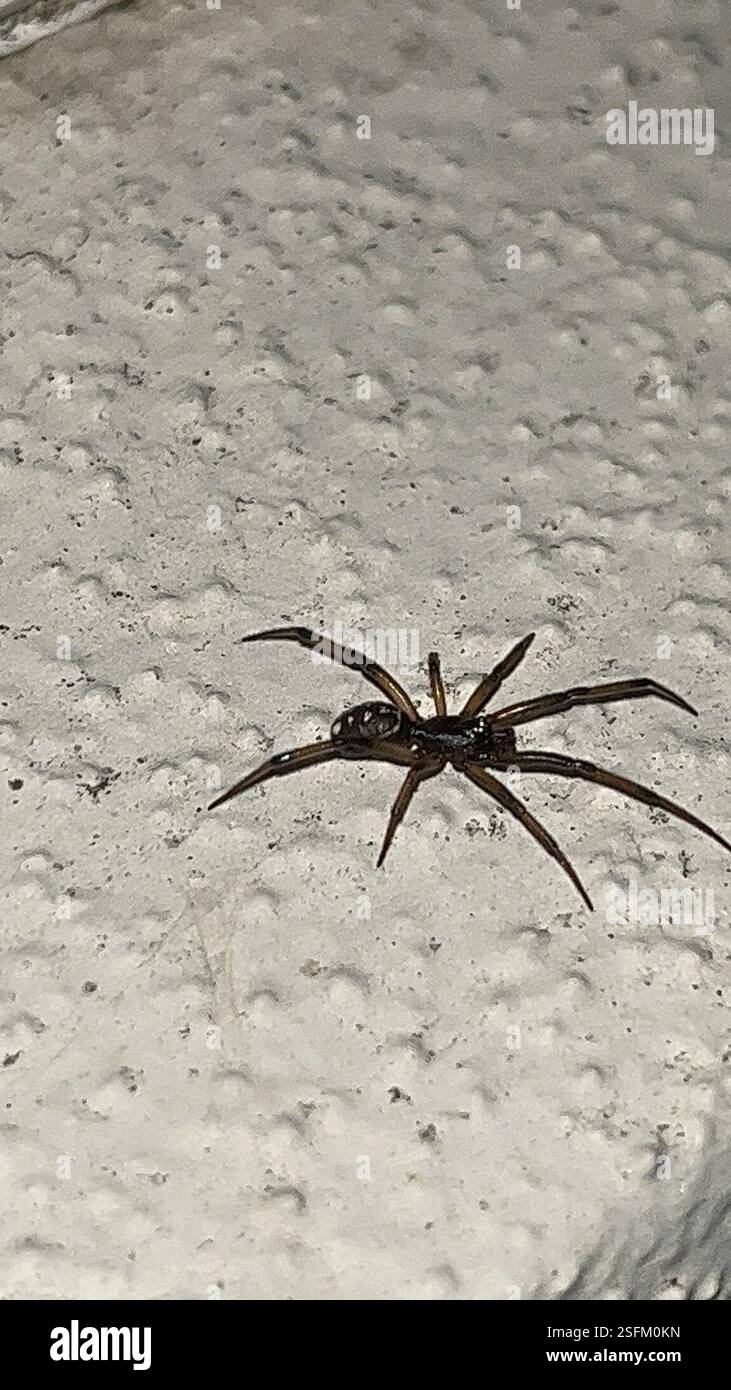 Black Cobweb Spider (Steatoda capensis), Arachnida, Auckland, NZ Stock ...