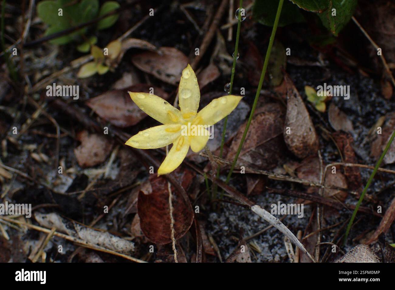 fringed star grass (Hypoxis juncea), Plantae, Pasco, Florida, United ...