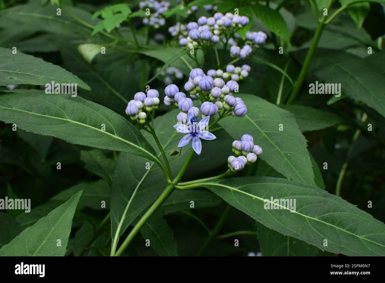 Anti-febrile Dichroa (Chinese Quinine) (Hydrangea febrifuga), Plantae ...