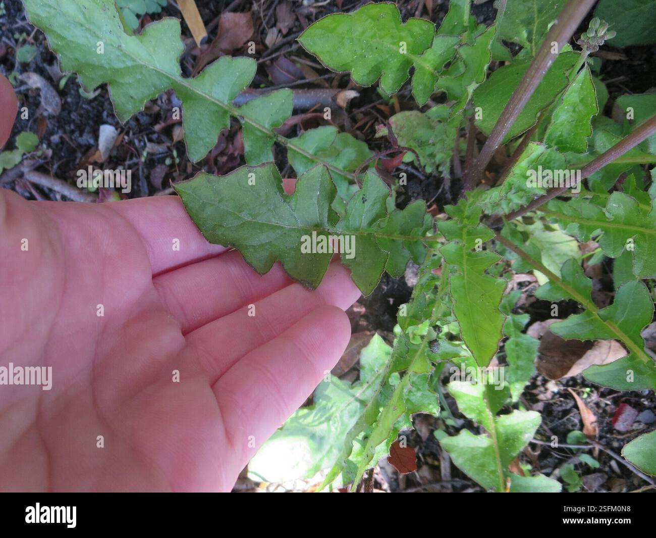 Oriental false hawksbeard (Youngia japonica), Plantae, Windsor Forest ...