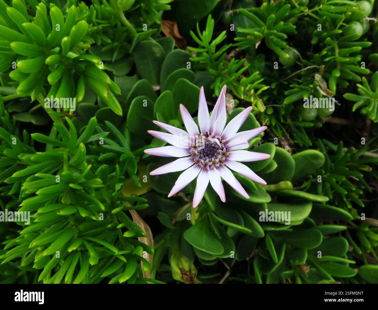 trailing African daisy (Dimorphotheca fruticosa), Plantae, Leisure ...