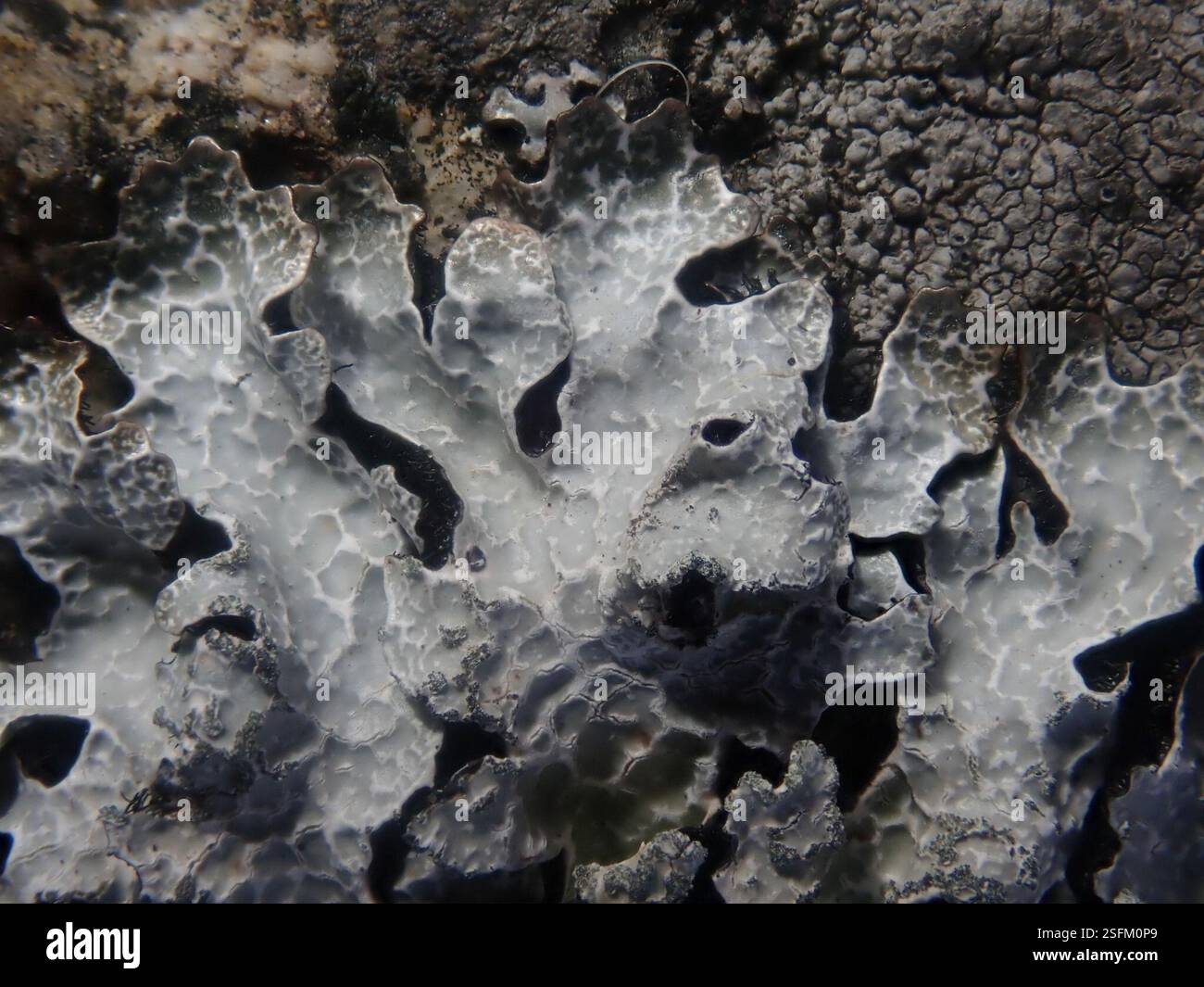 shield lichen (Parmelia sulcata), Fungi, Essex, Massachusetts, United ...