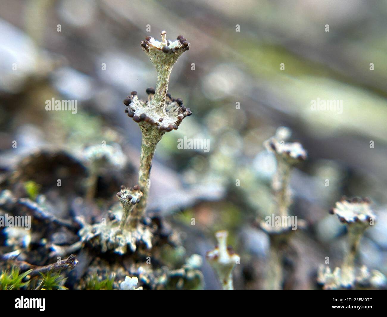 Ladder Lichen (Cladonia verticillata), Fungi, Montaña de Oro State Park ...