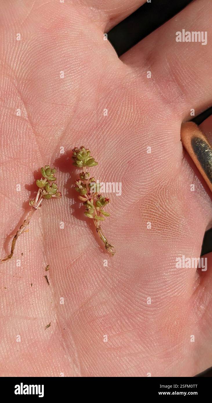 sand pygmyweed (Crassula connata), Plantae, Summit Valley Edmund D ...