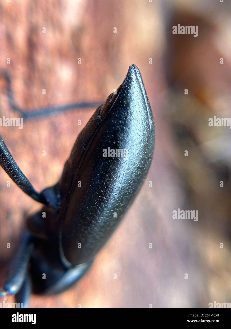 (Eleodes acuticauda), Insecta, Montaña de Oro State Park, Los Osos, CA ...