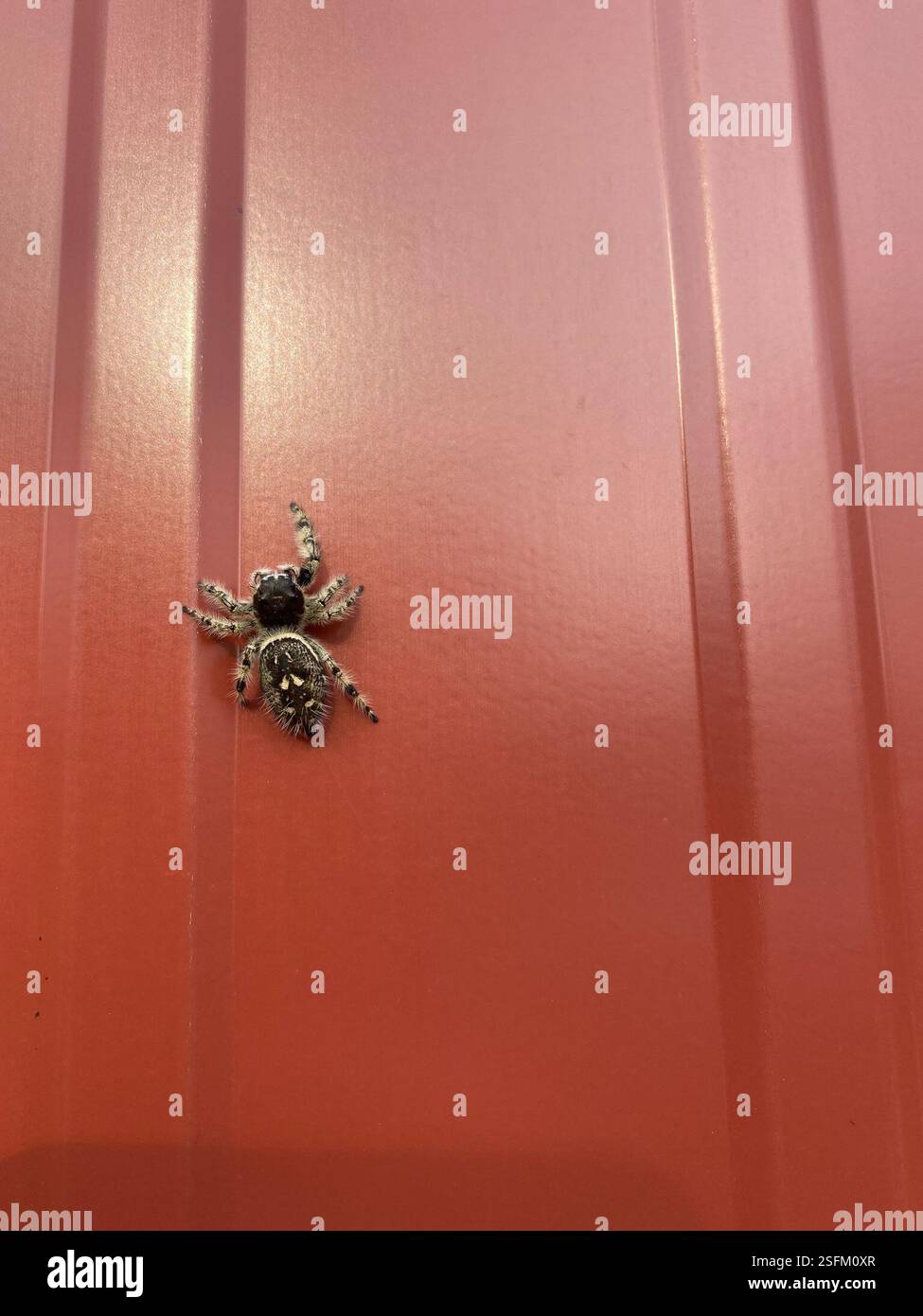 canopy jumping spider (Phidippus otiosus), Arachnida, South Carolina ...