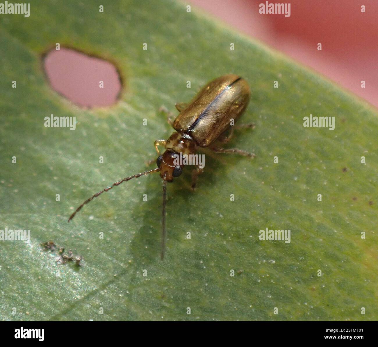 (Monolepta subsuturalis), Insecta, Sisters Beach TAS 7321, Australia ...