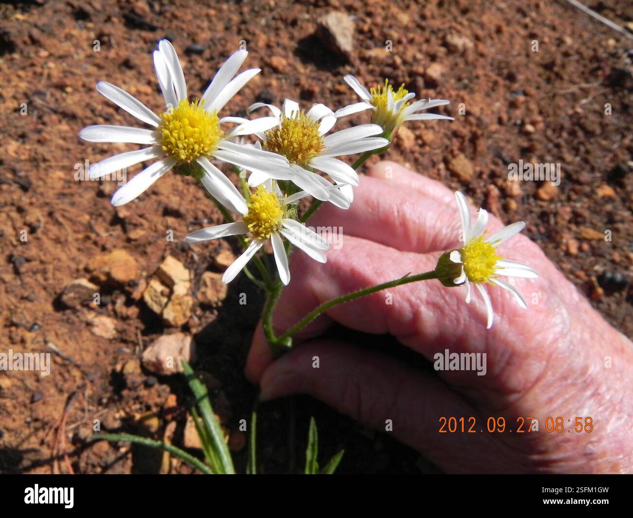 (Afroaster pleiocephalus), Plantae, Giants Castle Game Reserve, South ...