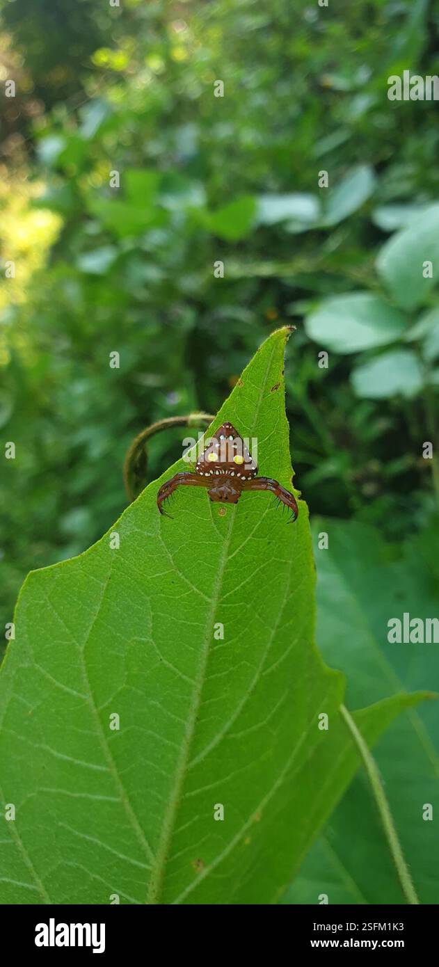 Common Triangular Spider (Arkys lancearius), Arachnida, Guanaba ...