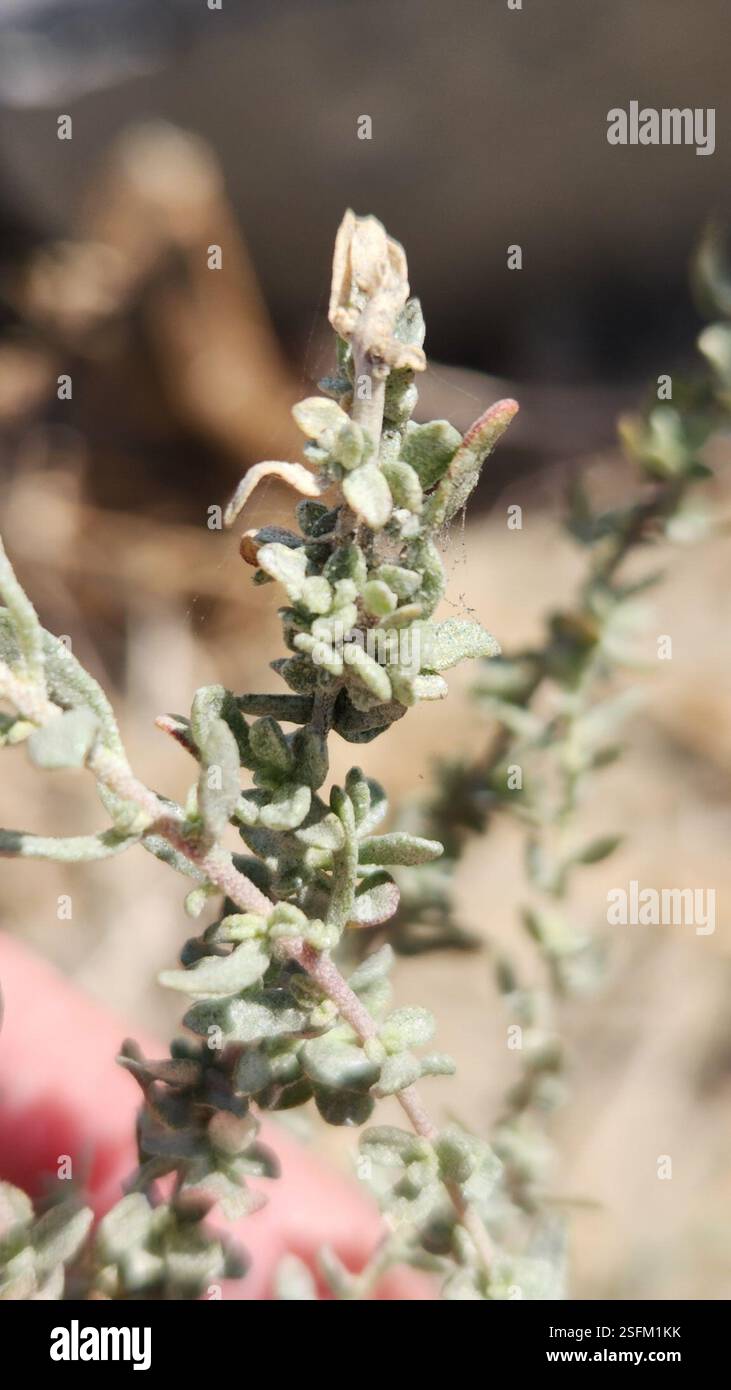Cattle Saltbush (Atriplex polycarpa), Plantae, Indio, CA 92201, USA ...