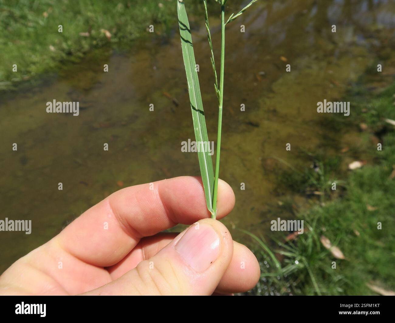 mexican sprangletop (Diplachne fusca uninervia), Plantae, Boambee, nsw ...