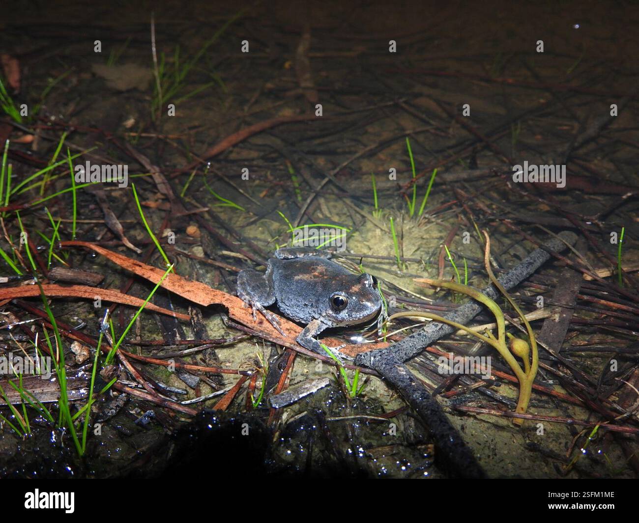Common Eastern Froglet (Crinia signifera), Amphibia, Hobart TAS ...