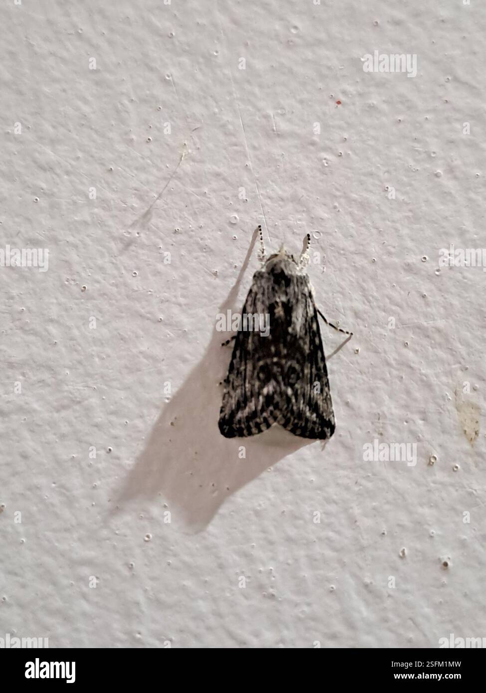 Owlet Moths and Allies (Noctuoidea), Insecta, Lunahuaná, Perú Stock ...