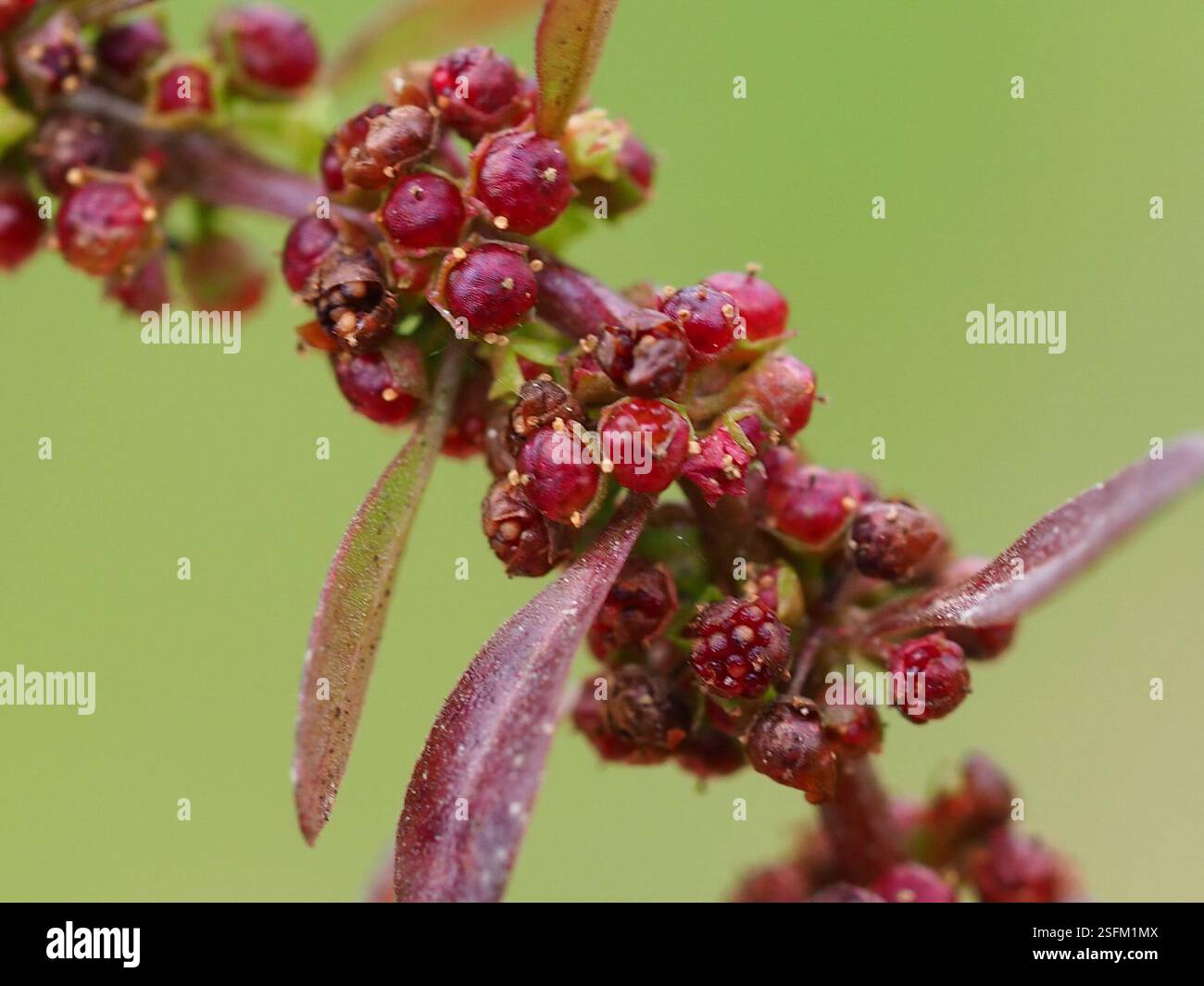 monarch redstem (Ammannia baccifera), Plantae, 台灣台中市北區臺中 Stock Photo ...