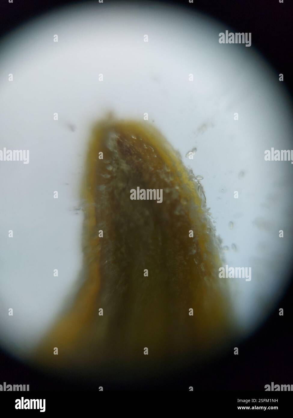 creeping false-holly (Jaltomata procumbens), Plantae, La Pitaya, 91612 ...