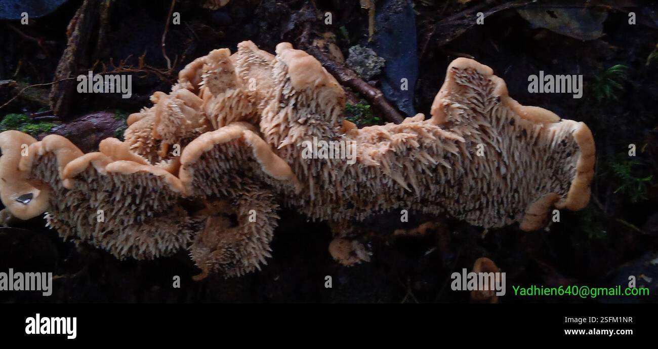 Tiered tooth fungus (Hericium cirrhatum), Fungi, Geumpang, Jamur hutan ...