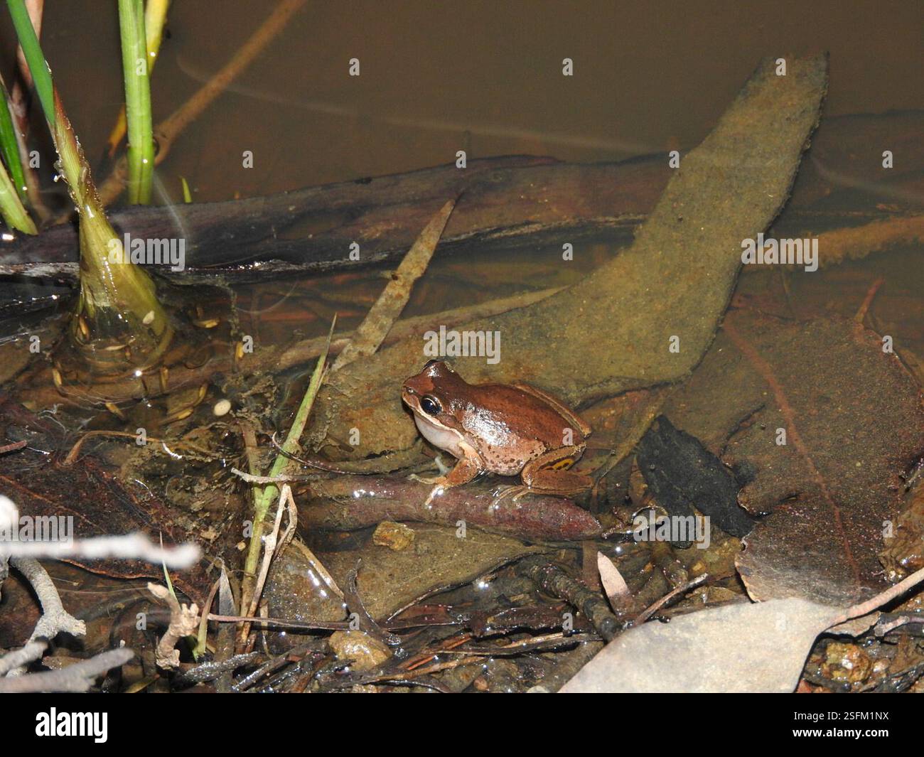 Brown Tree Frog (Litoria ewingii), Amphibia, Hobart TAS, Australia ...