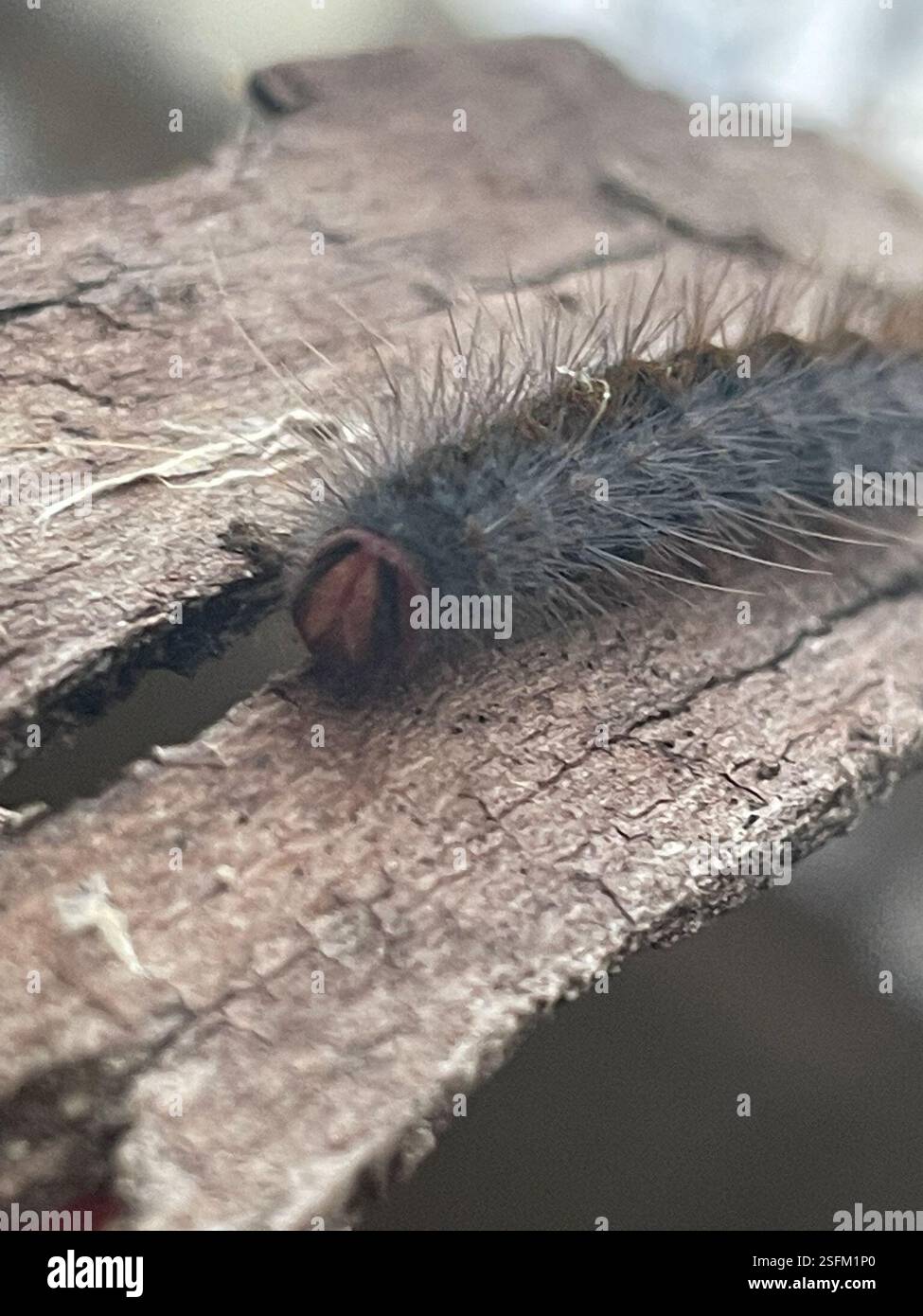 Owlet Moths and Allies (Noctuoidea), Insecta, Athel Tree Cr, Bradbury ...