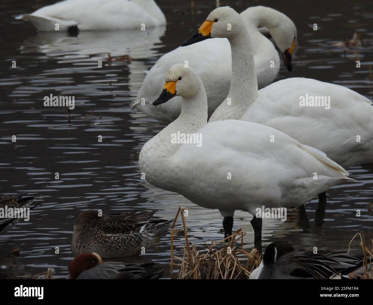 Bewick's Swan (Cygnus columbianus bewickii), Aves, Nagano, JP Stock ...