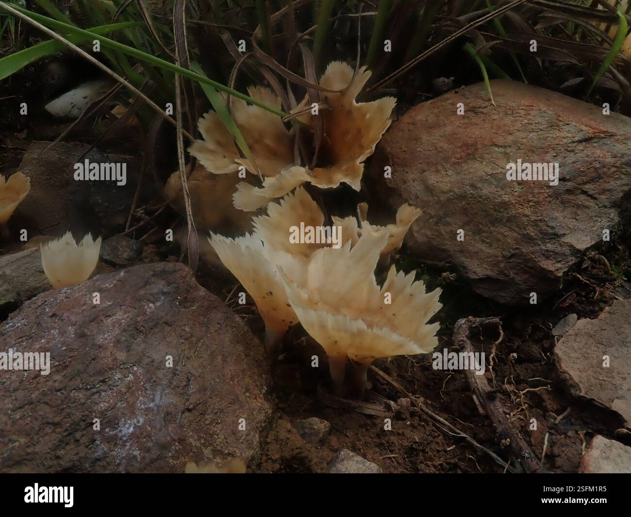 Wine Glass Fungus (Podoscypha petalodes), Fungi, Ehlanzeni District ...