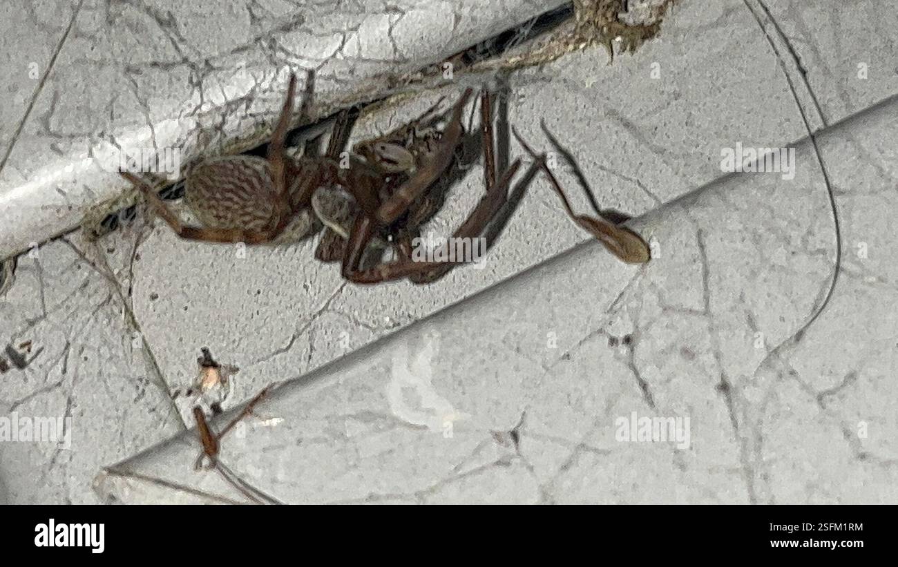 Grey House Spider (Badumna longinqua), Arachnida, Auckland, NZ Stock ...