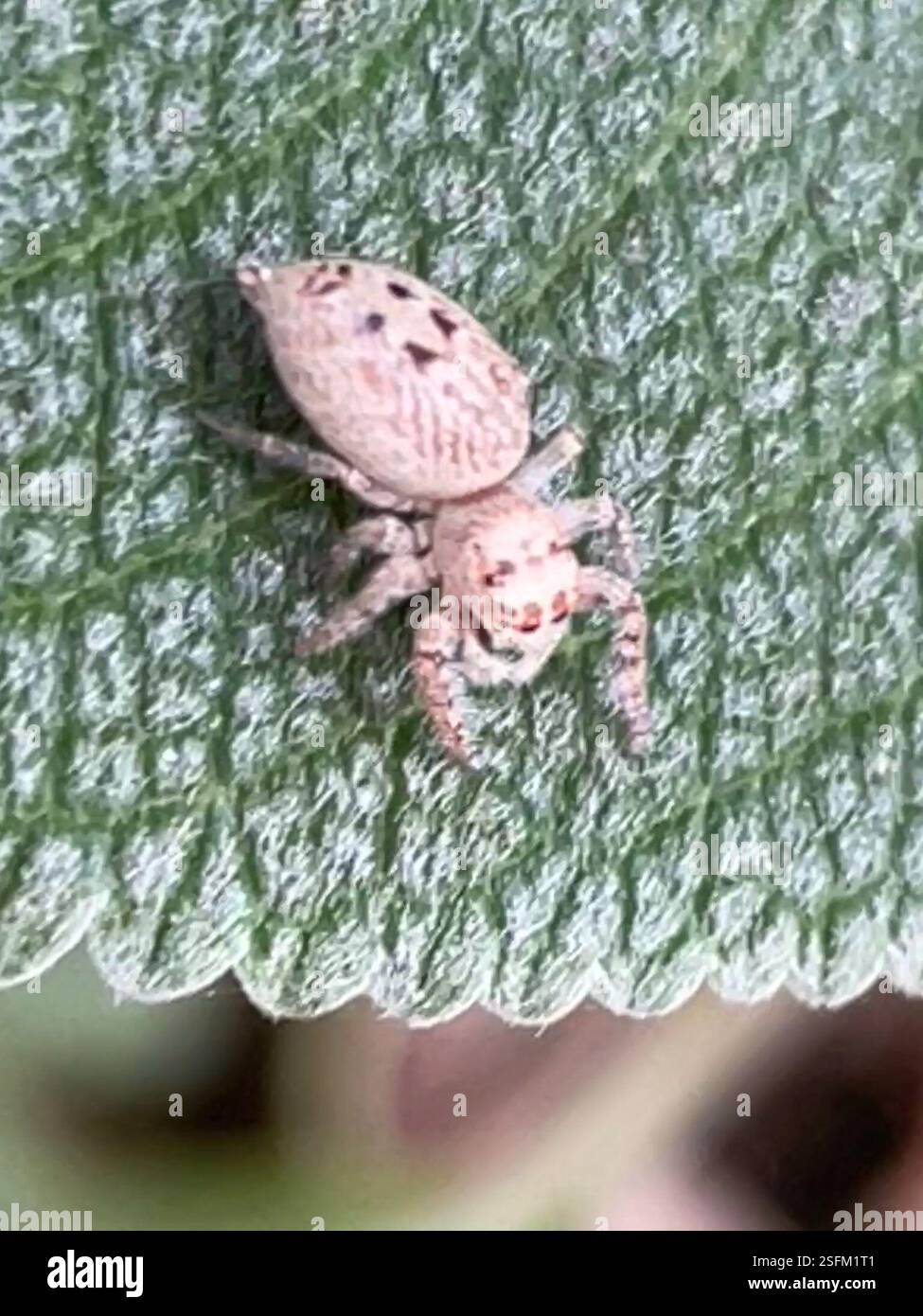 Garden Jumping Spiders (Opisthoncus), Arachnida, Monash University ...