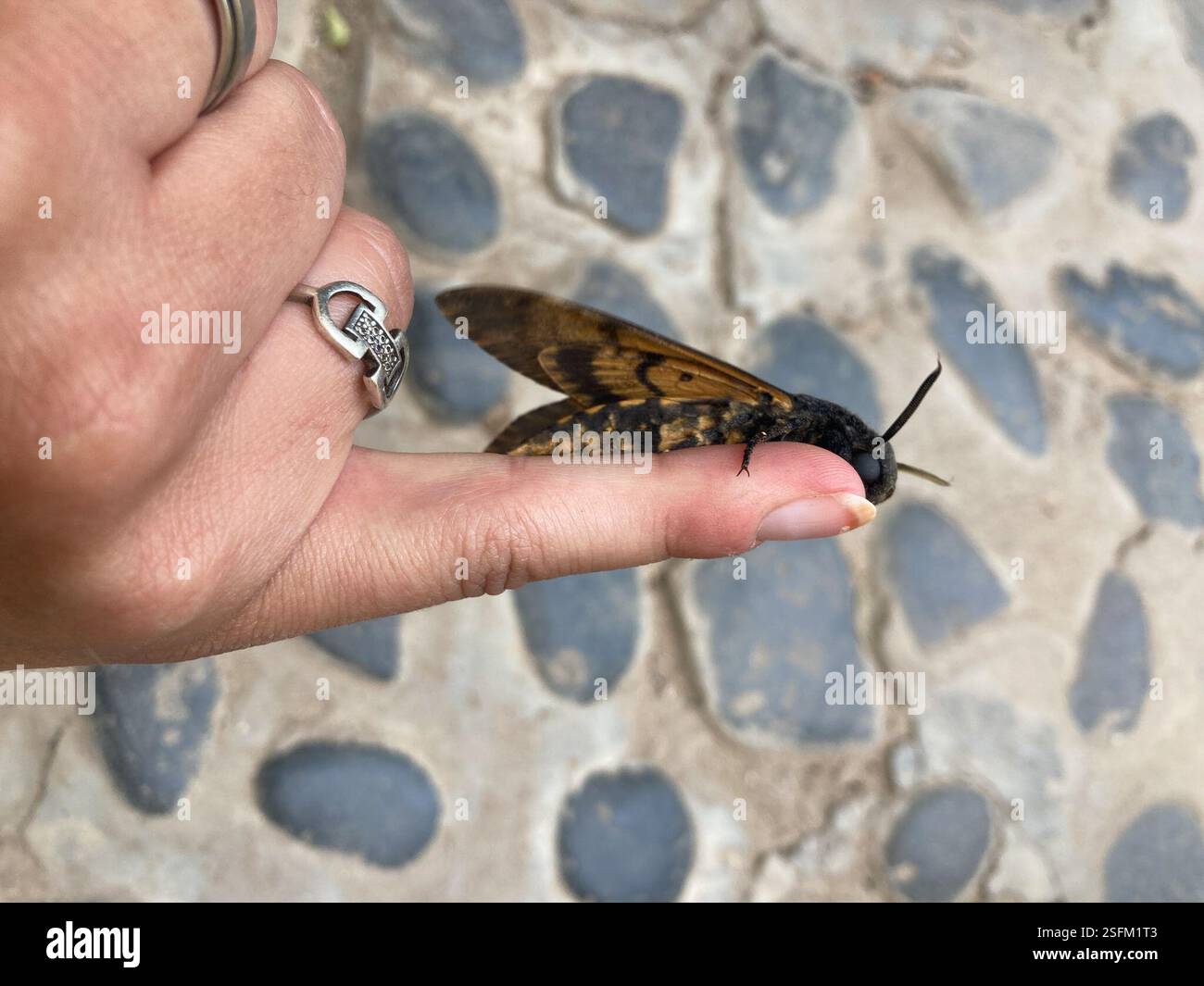 Death's Head Hawkmoth (Acherontia atropos), Insecta, Île de Gorée ...