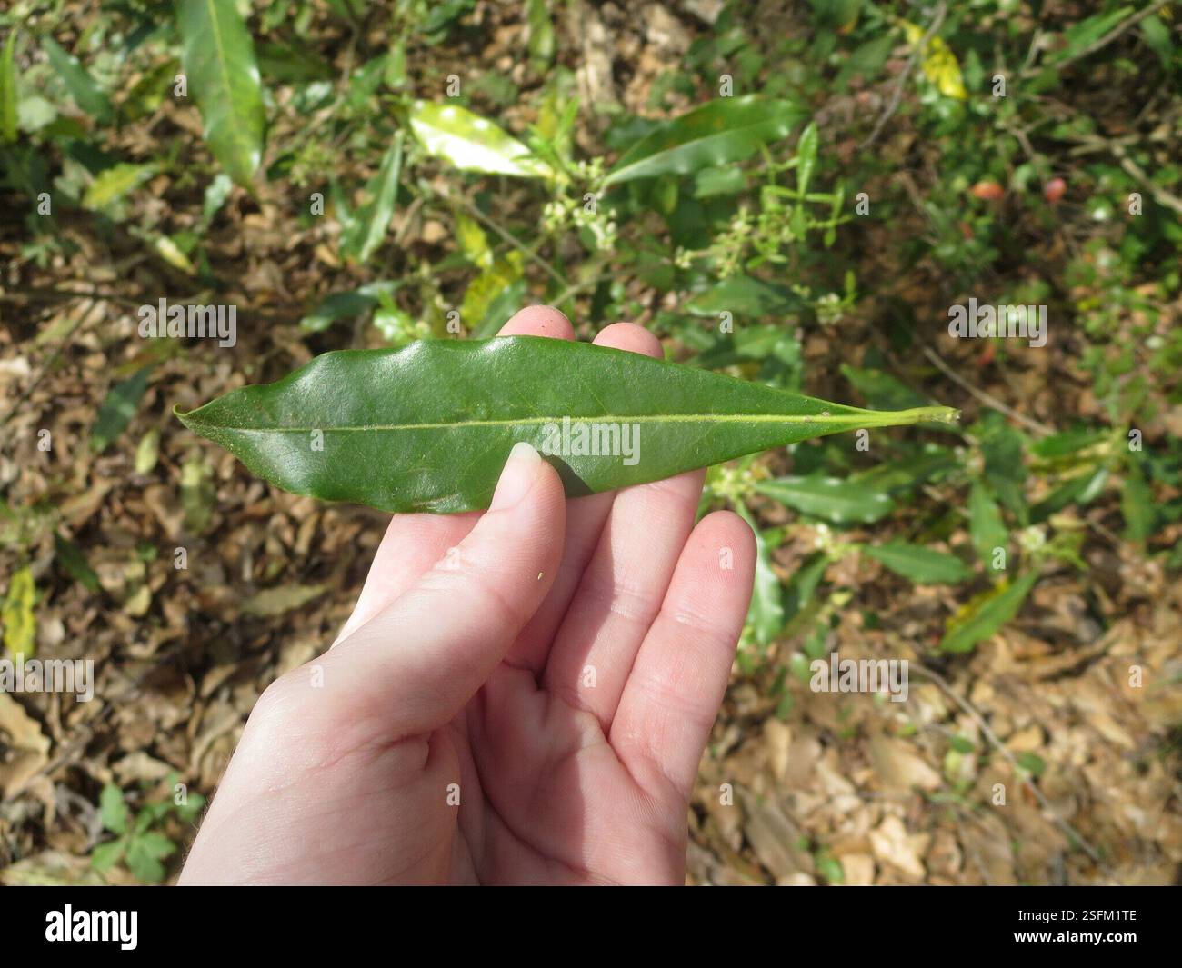 American olive (Cartrema americana), Plantae, Windsor Forest, Savannah ...