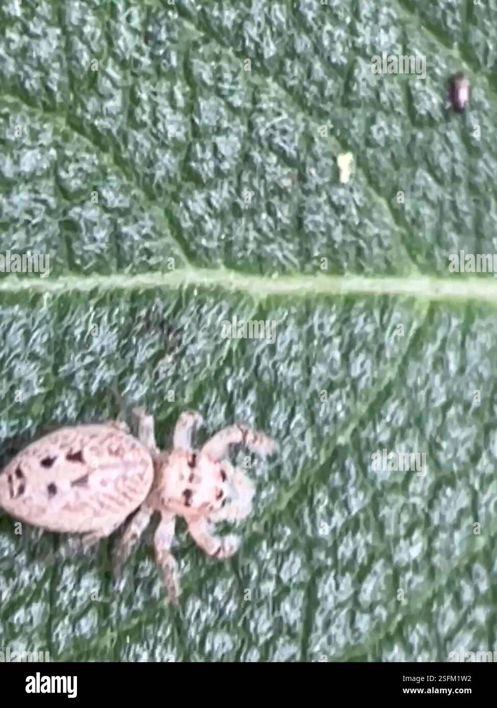 Garden Jumping Spiders (Opisthoncus), Arachnida, Monash University ...