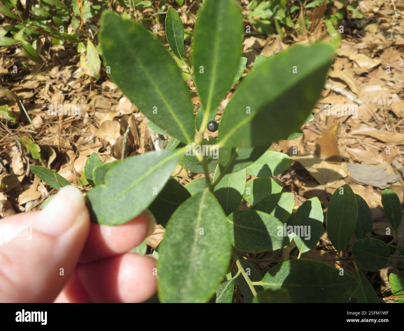 gallberry (Ilex glabra), Plantae, Windsor Forest, Savannah, GA, USA ...