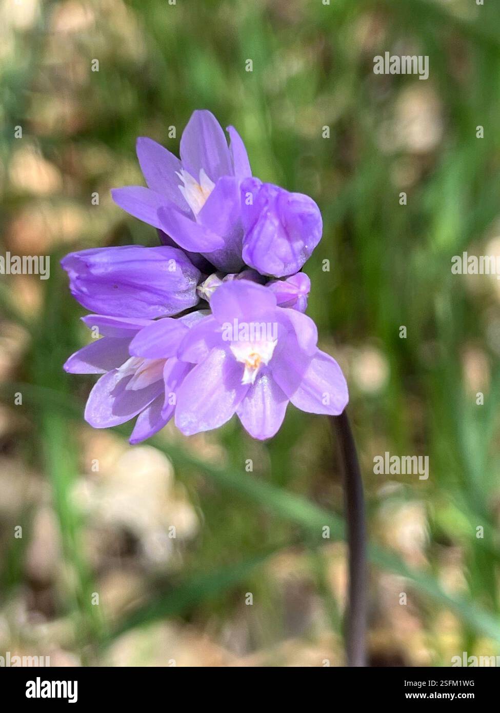 Blue Dicks (Dipterostemon capitatus), Plantae, Peachy Canyon Rd, Paso ...