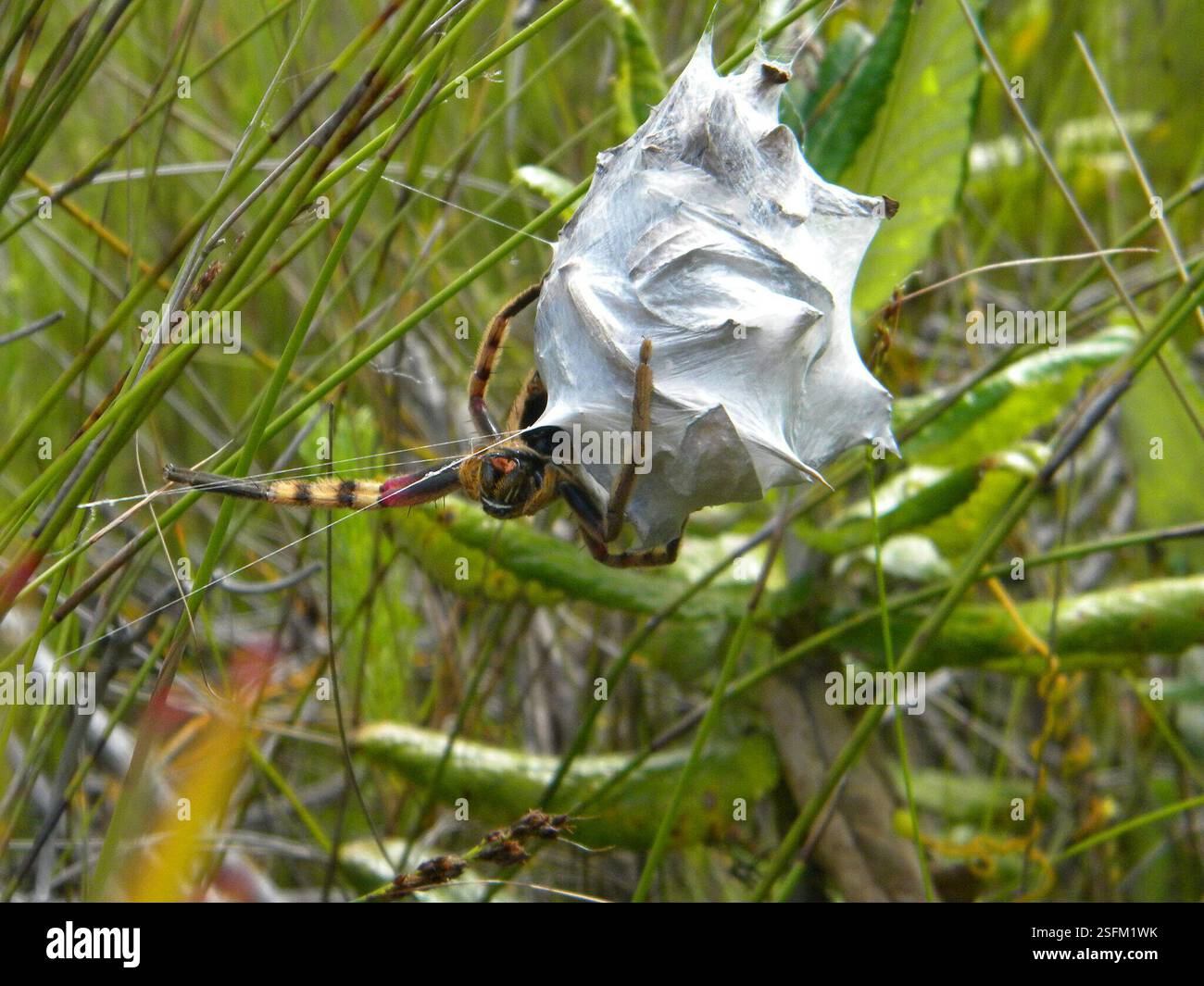 Rain Spiders (Palystes), Arachnida, Palmiet river trail, Kogelberg ...