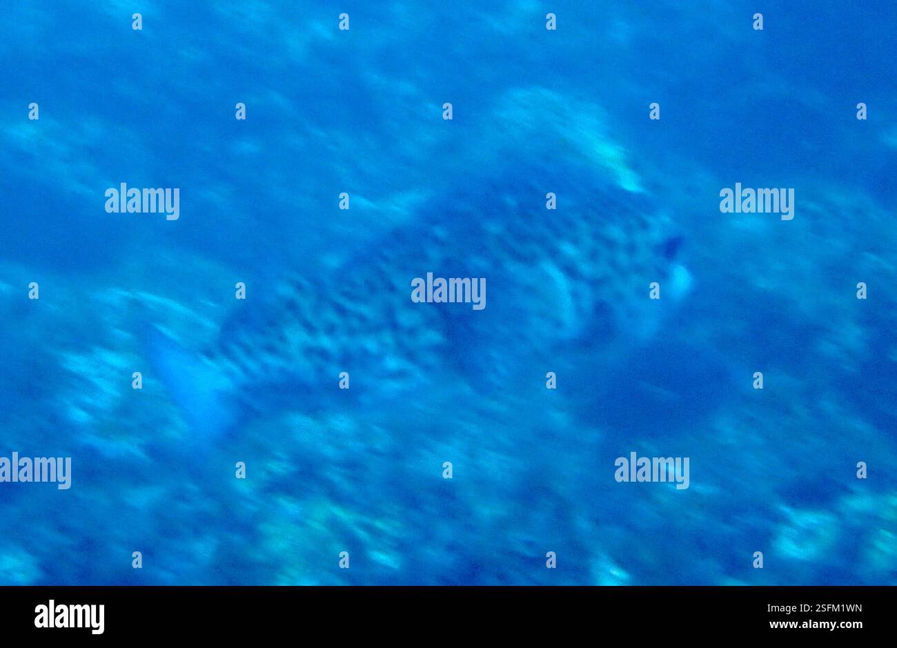 Porcupinefishes (Diodontidae), Actinopterygii, Baía Entre Picos, Cape ...