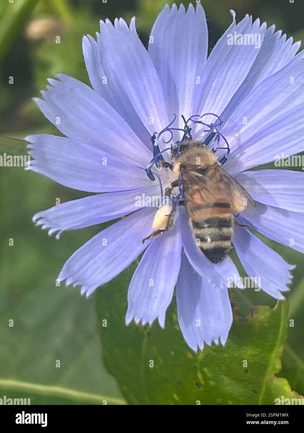Western Honey Bee (Apis mellifera), Insecta, North Island, Auckland ...