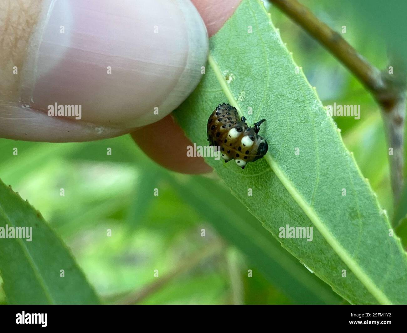Cottonwood Leaf Beetle (Chrysomela scripta), Insecta, Florida, US ...