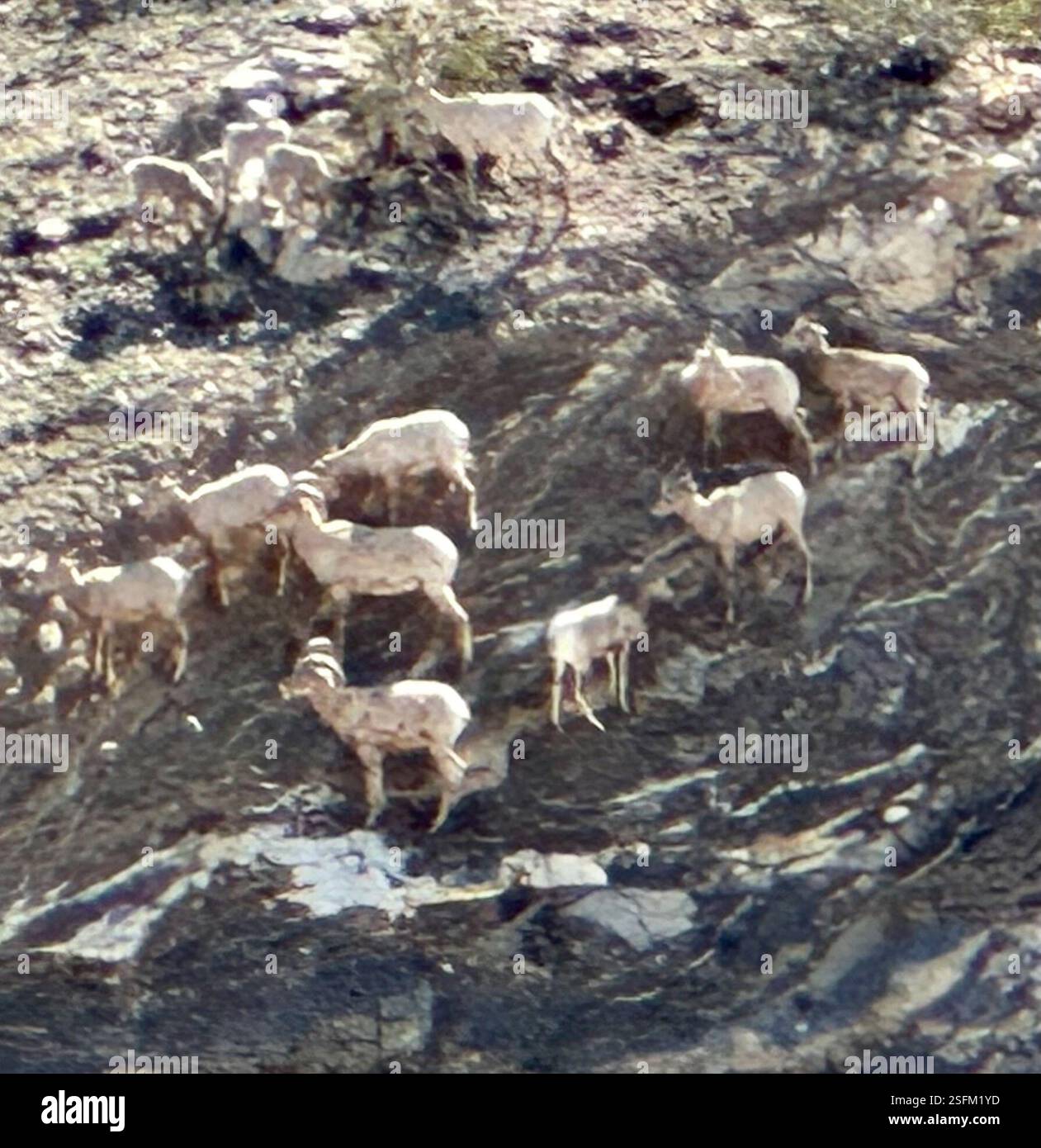 Desert Bighorn Sheep (Ovis canadensis nelsoni), Mammalia, Riverside ...