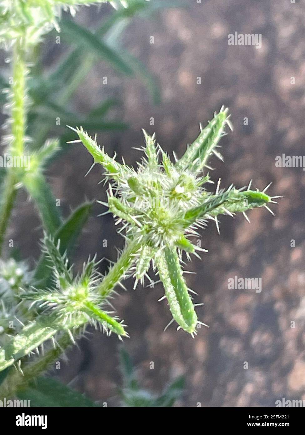 Guadalupe cryptantha (Cryptantha maritima), Plantae, Santa Rosa and San ...