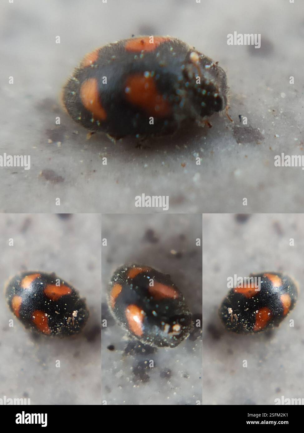 Four-spotted Nephus (Nephus quadrimaculatus), Insecta, 23018 Talamona ...